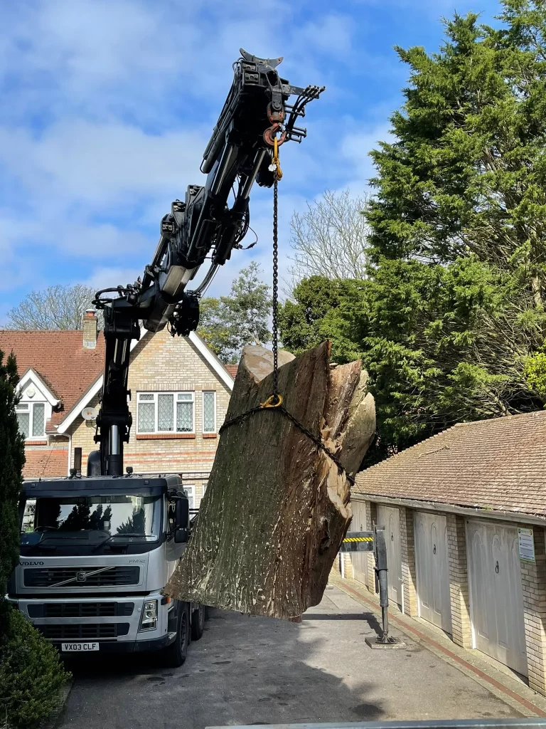 Apex Tree Surgeon Projects Gallery