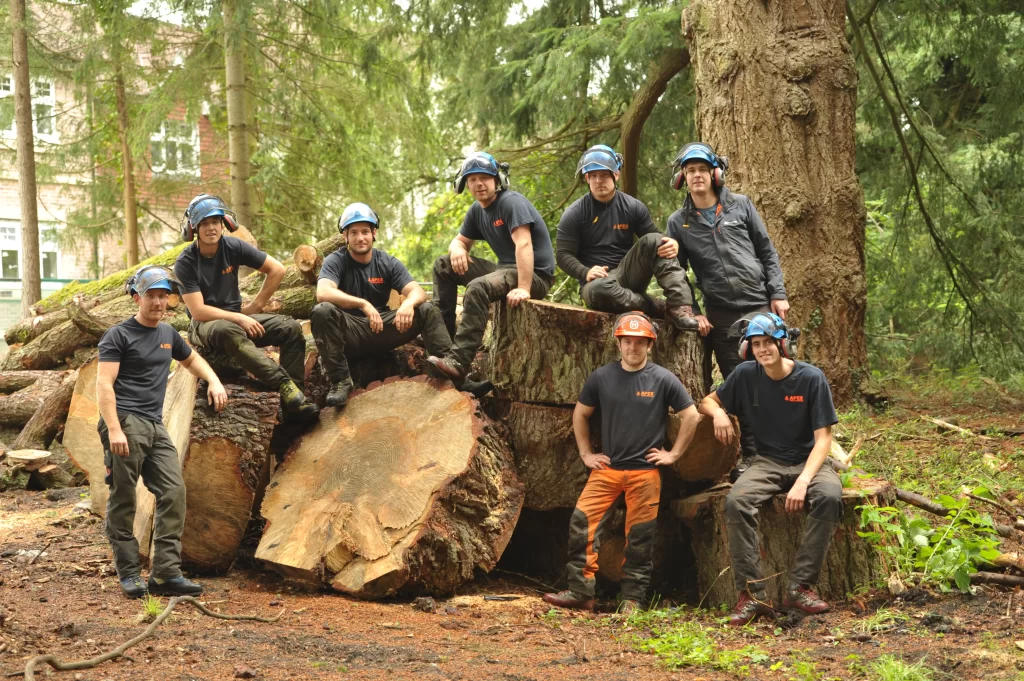 Apex Tree Surgeon Projects Gallery